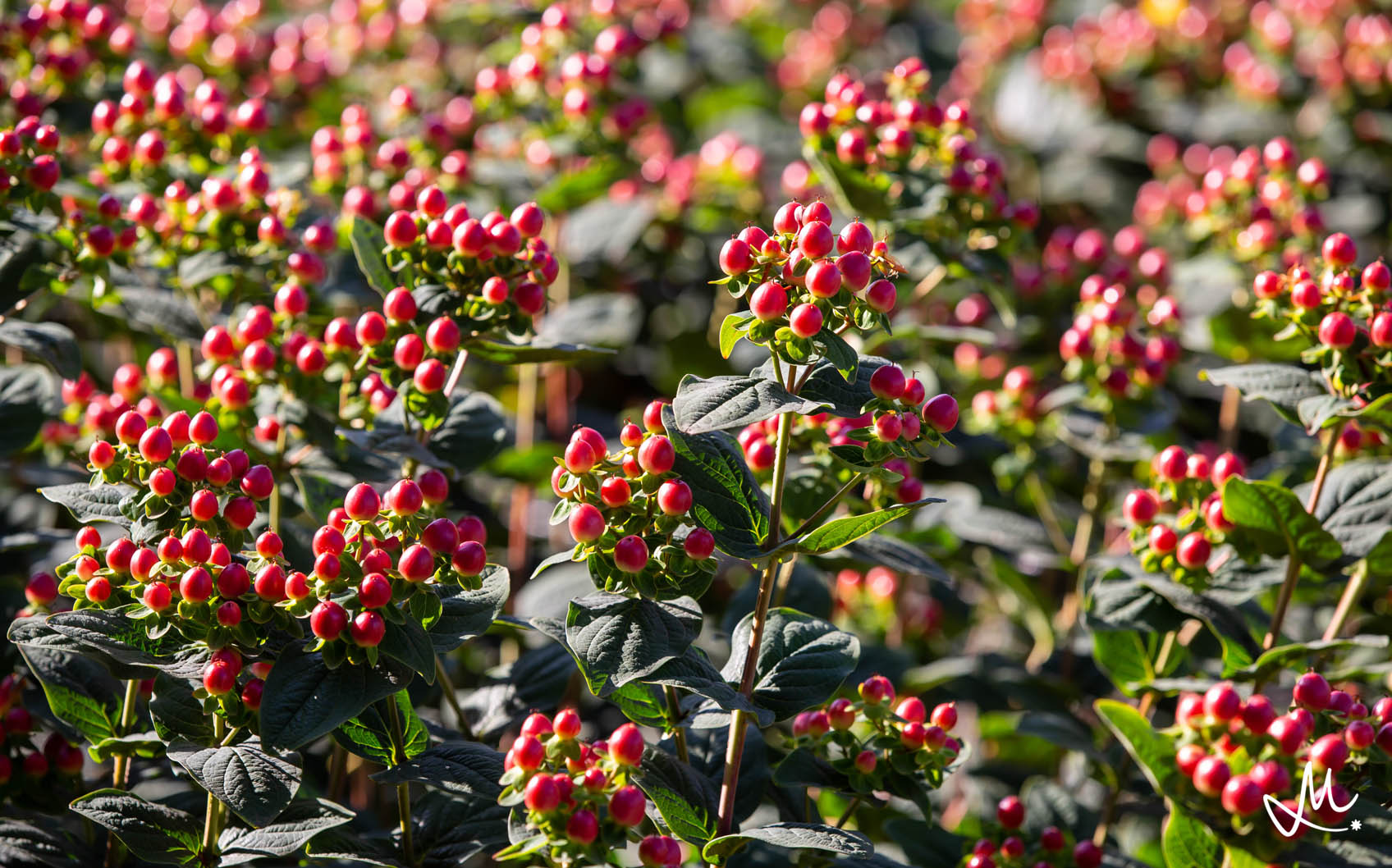 farm photography | Marginpar